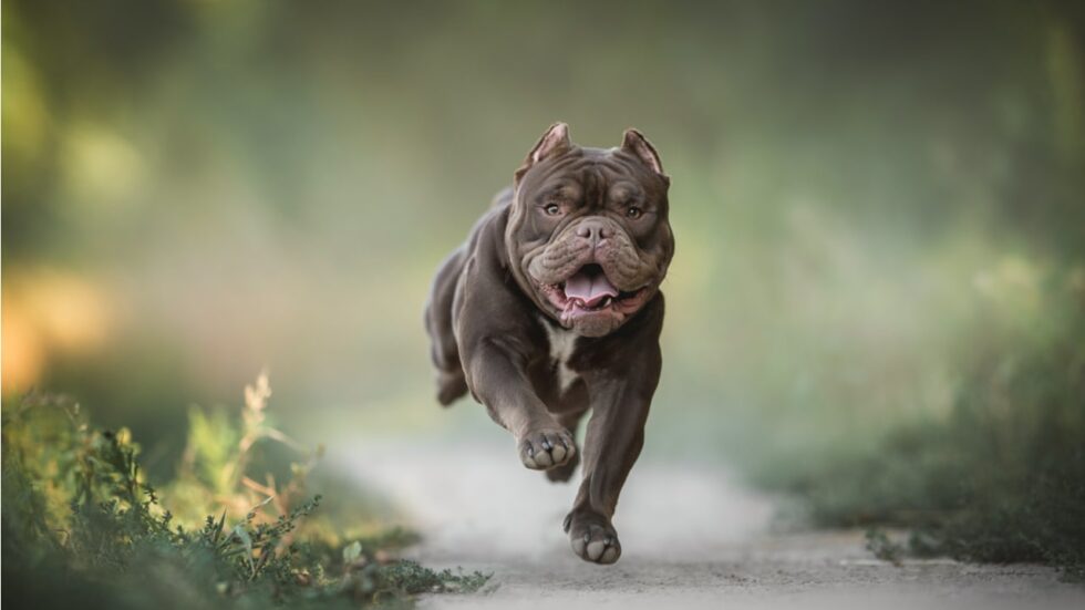 Kampfhunde: Diese Hunderassen sind Listenhunde