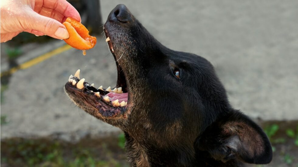 Welches Obst dürfen Hunde essen? Die perfekte Hundeernährung!