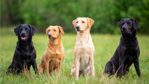 Jagdhunde: 15 bekannte Hunderassen für die Jagd