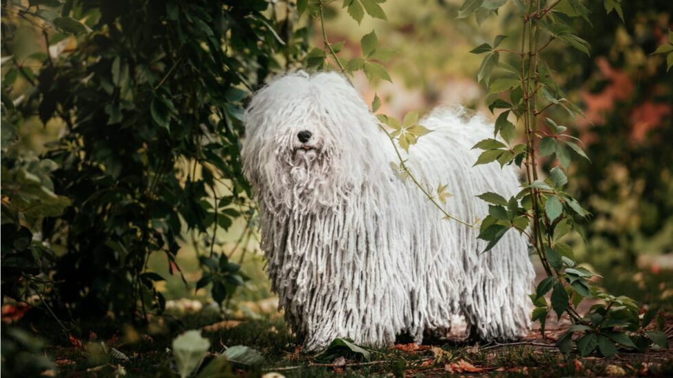 Hunderassen mit langen Haaren - behaart von Kopf bis Fuß
