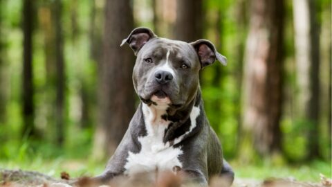 Kampfhunde: Diese Hunderassen sind Listenhunde