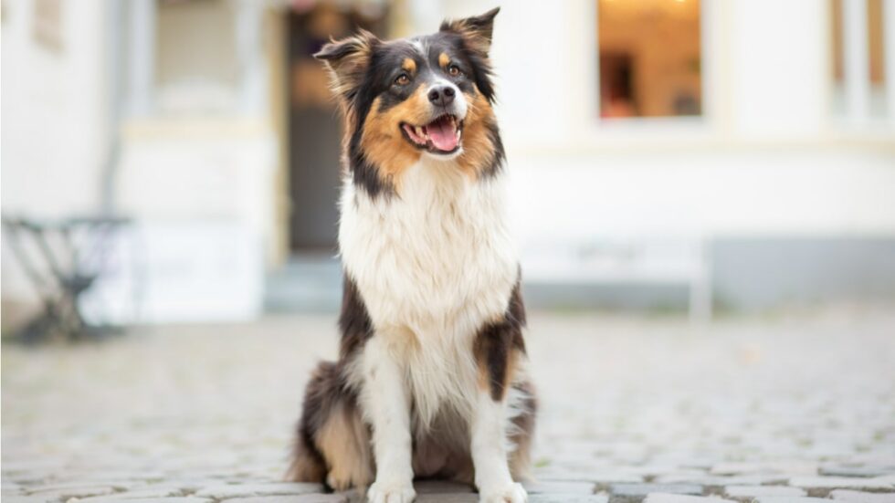 Kinderfreundliche Hunde: Perfekt für die Familie