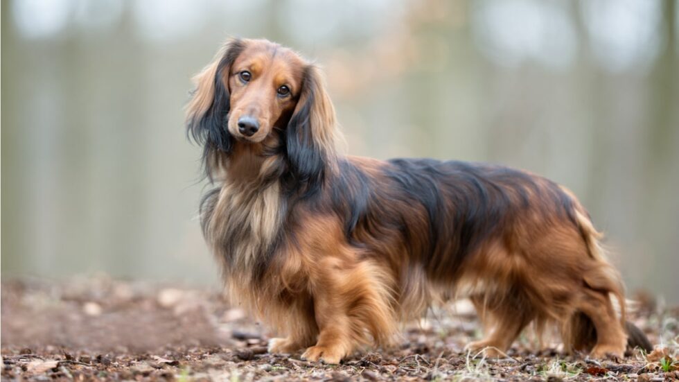 Jagdhunde: 15 bekannte Hunderassen für die Jagd