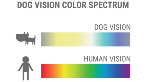 Welche Farben sehen Hunde: schwarz-weiß oder etwa bunt?