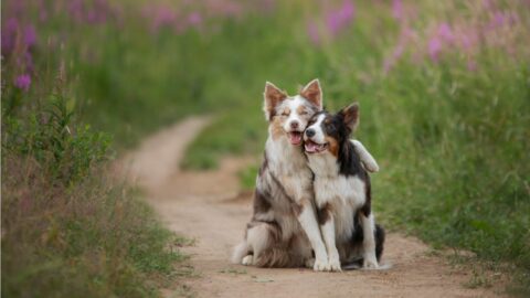 Hund Und Mensch Paarung? _ Paarung Zwischen Mensch Und Tier – MVWEI