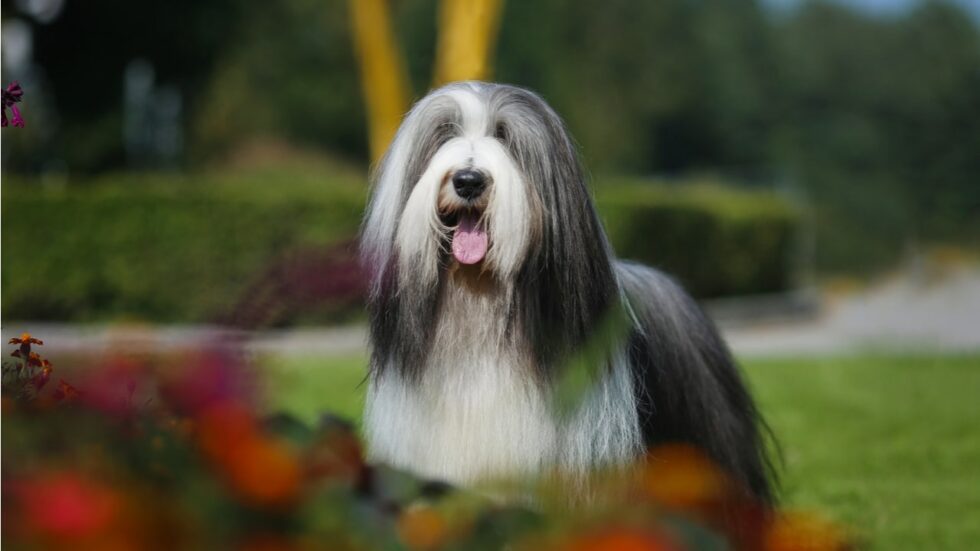 Hunderassen mit langen Haaren - behaart von Kopf bis Fuß