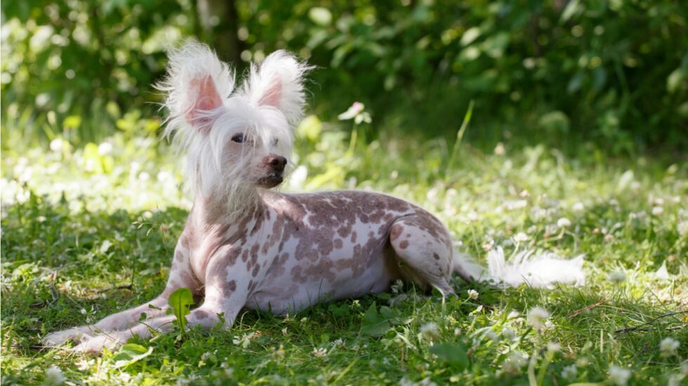 Vierbeiner mit außergewöhnlichem Look - 9 „hässliche Hunde“