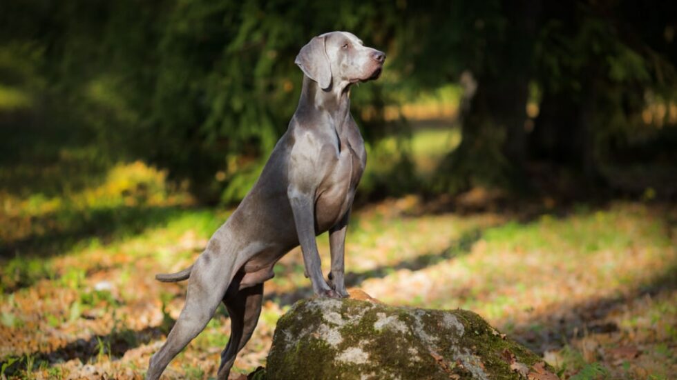Jagdhunde: 15 bekannte Hunderassen für die Jagd