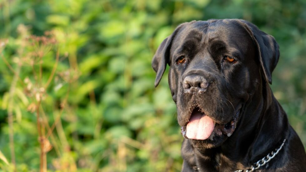 Kampfhunde: Diese Hunderassen sind Listenhunde
