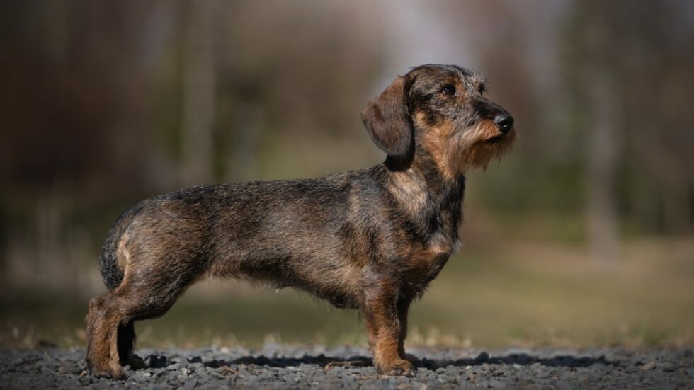 Klein, aber oho - Der Rauhaardackel im Portrait