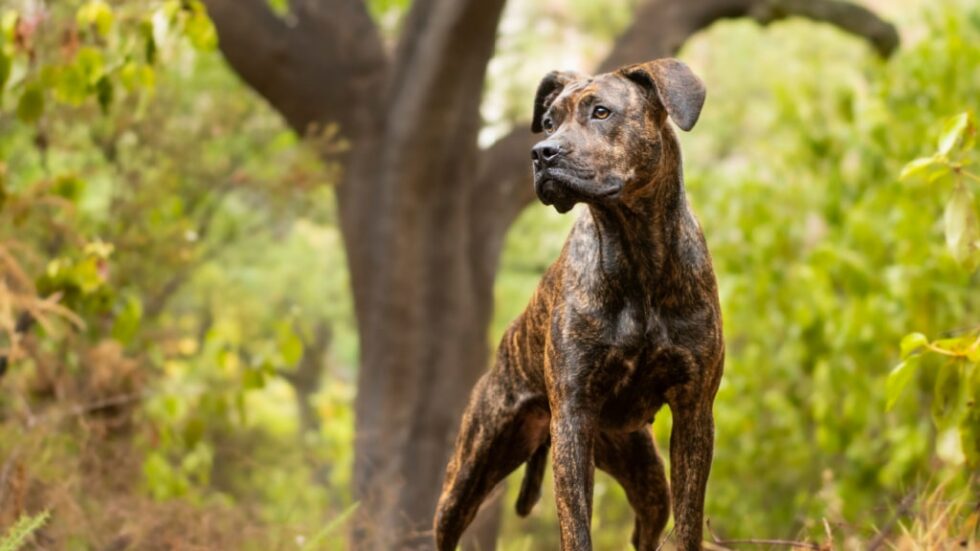 Kampfhunde: Diese Hunderassen sind Listenhunde