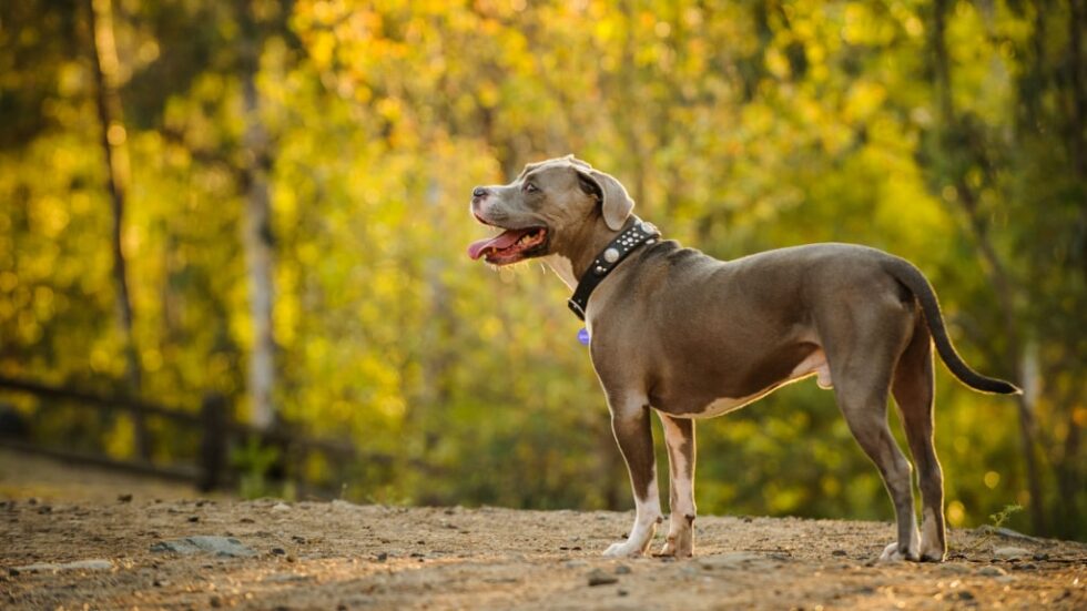 Kampfhunde: Diese Hunderassen sind Listenhunde