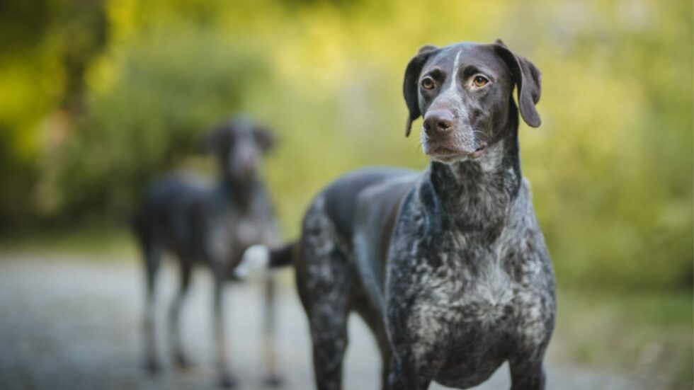 Jagdhunde: 15 bekannte Hunderassen für die Jagd