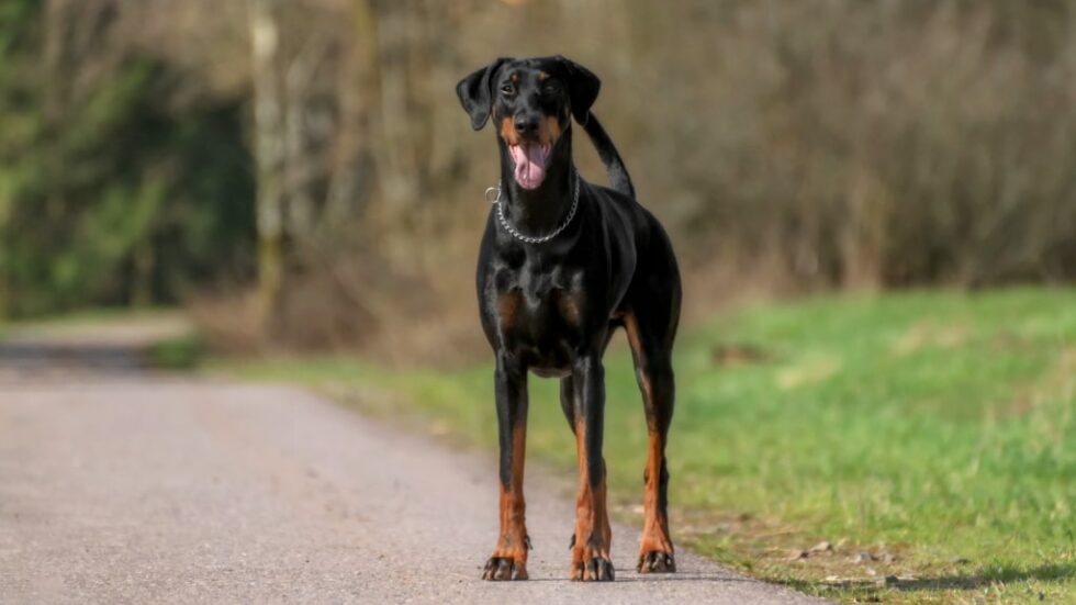 Kampfhunde: Diese Hunderassen sind Listenhunde