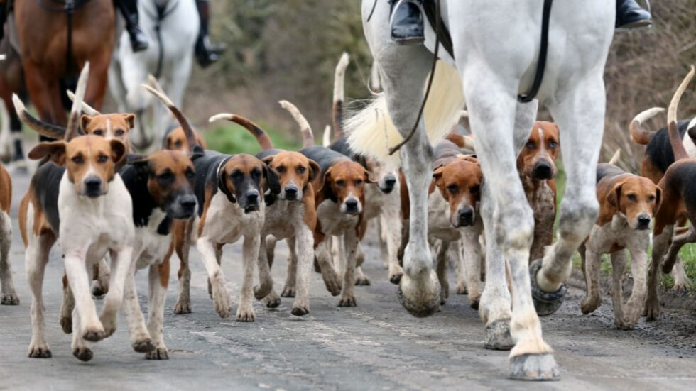 Jagdhunde: 15 bekannte Hunderassen für die Jagd