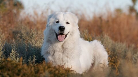 Herdenschutzhunde: 10 bekannte mutige Hunderassen