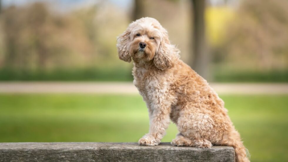 Verspielt und umgänglich - der Cavapoo im Porträt