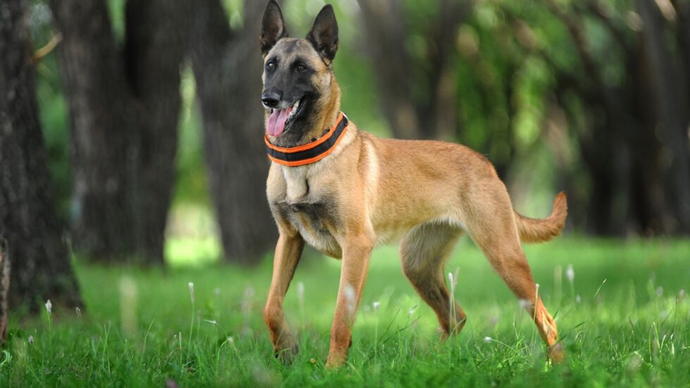 Der Malinois Traumhund Oder Albtraum Die Schattenseiten Einer Beeindruckenden Rasse